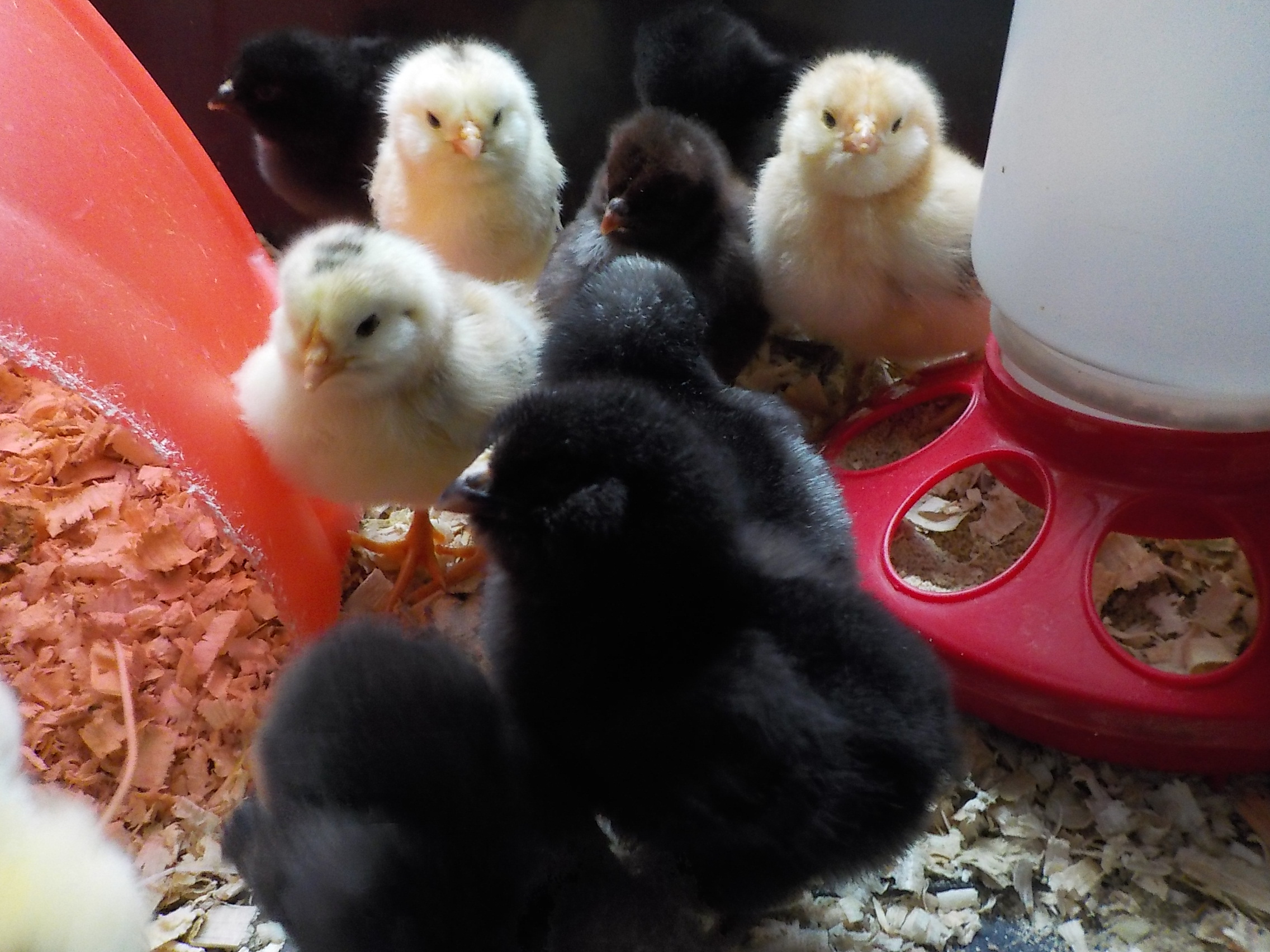 Silver Americanas – Rose Hill Farm