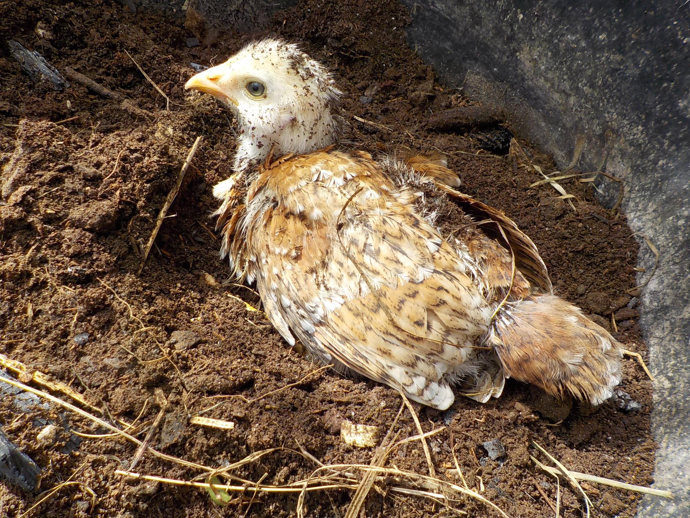 Silver Americanas – Rose Hill Farm
