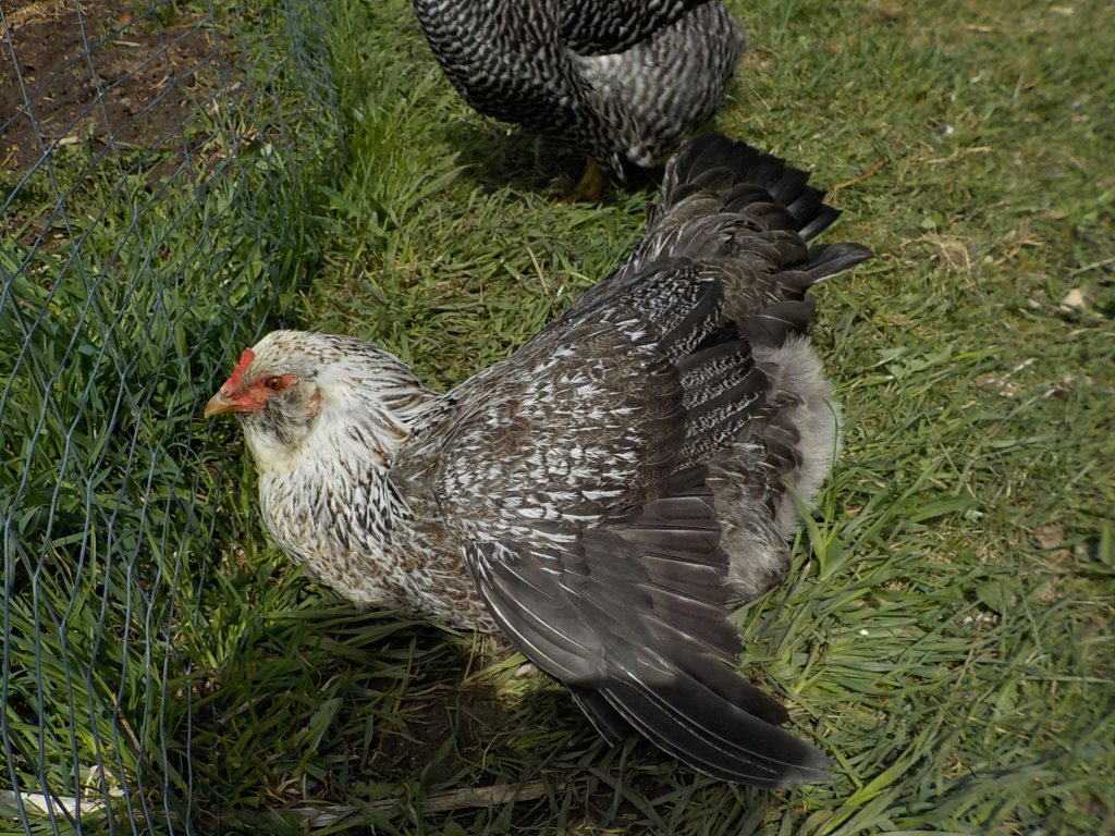 Hot Chickens? 7 Tips for Surviving a Heat Wave with Chickens – Rose ...