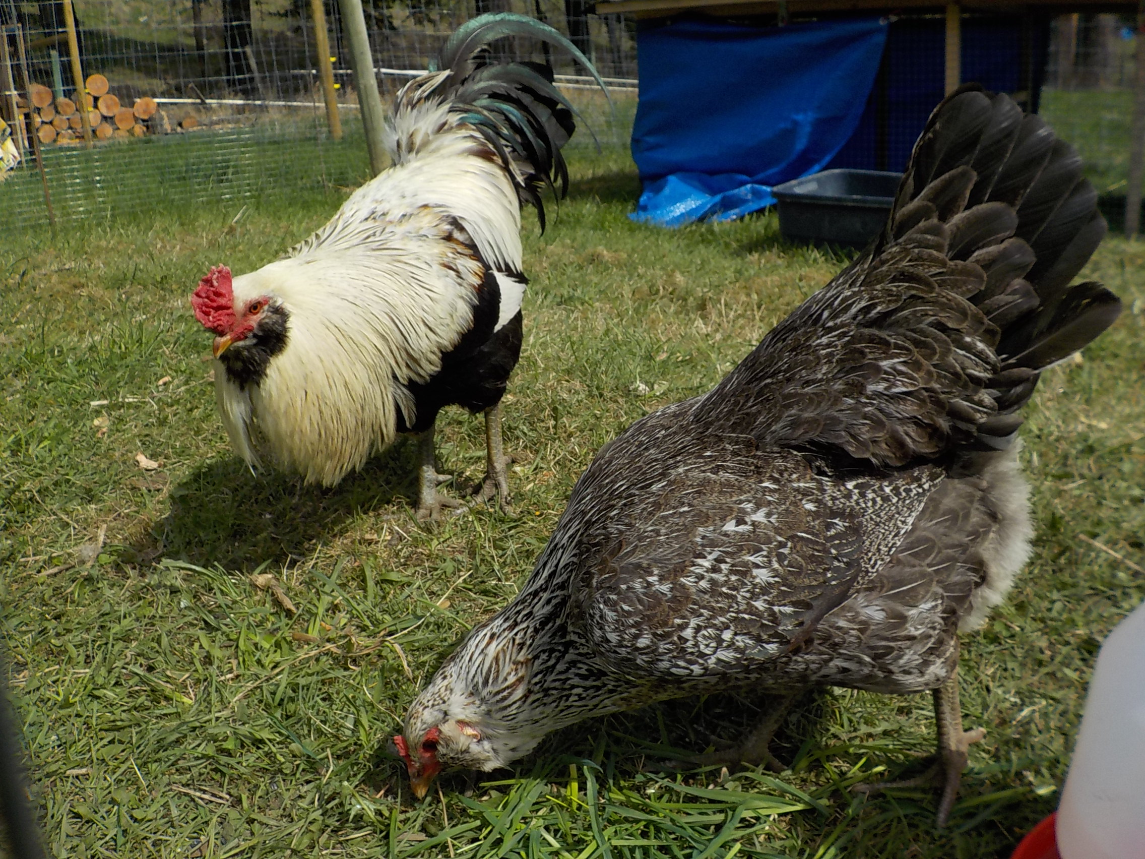 Silver Americanas – Rose Hill Farm