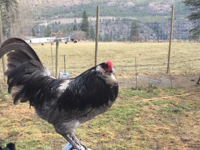 Blue/Splash Americanas – Rose Hill Farm