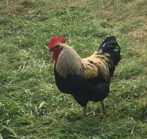 5 Tips for Maintaining Dark Egg Color in Blue Birchen Marans – Rose ...