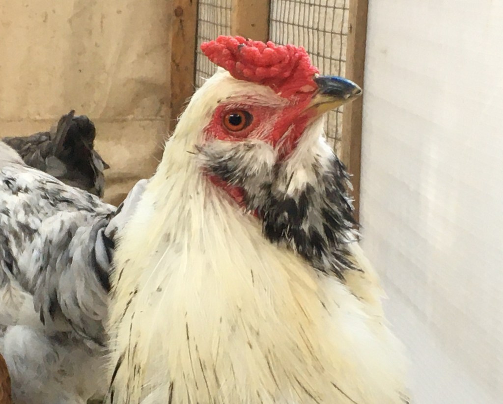 Roosters for Sale – Fall 2020 – Updated- -Sold- – Rose Hill Farm