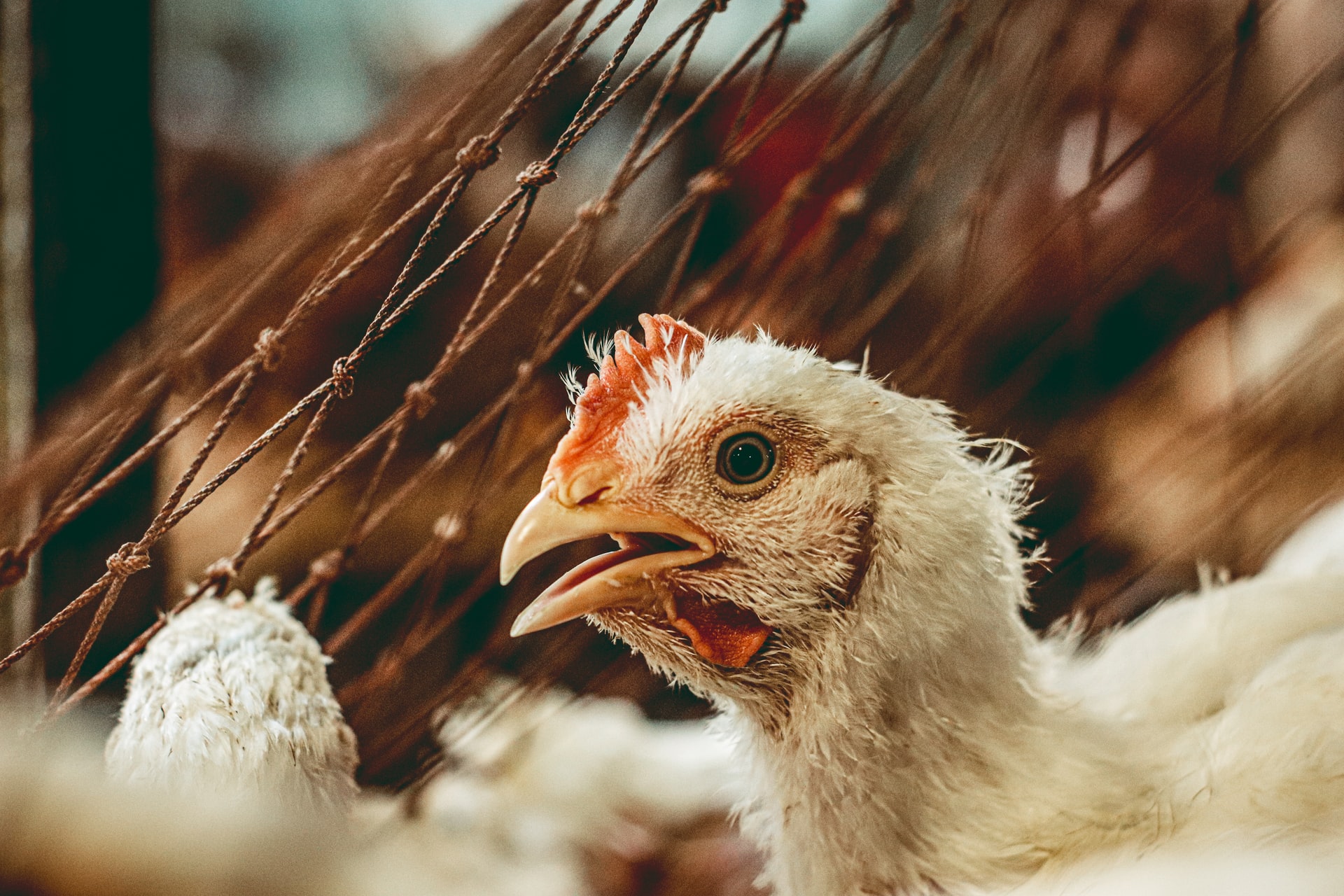 Hot Chickens? 7 Tips for Surviving a Heat Wave with Chickens – Rose ...