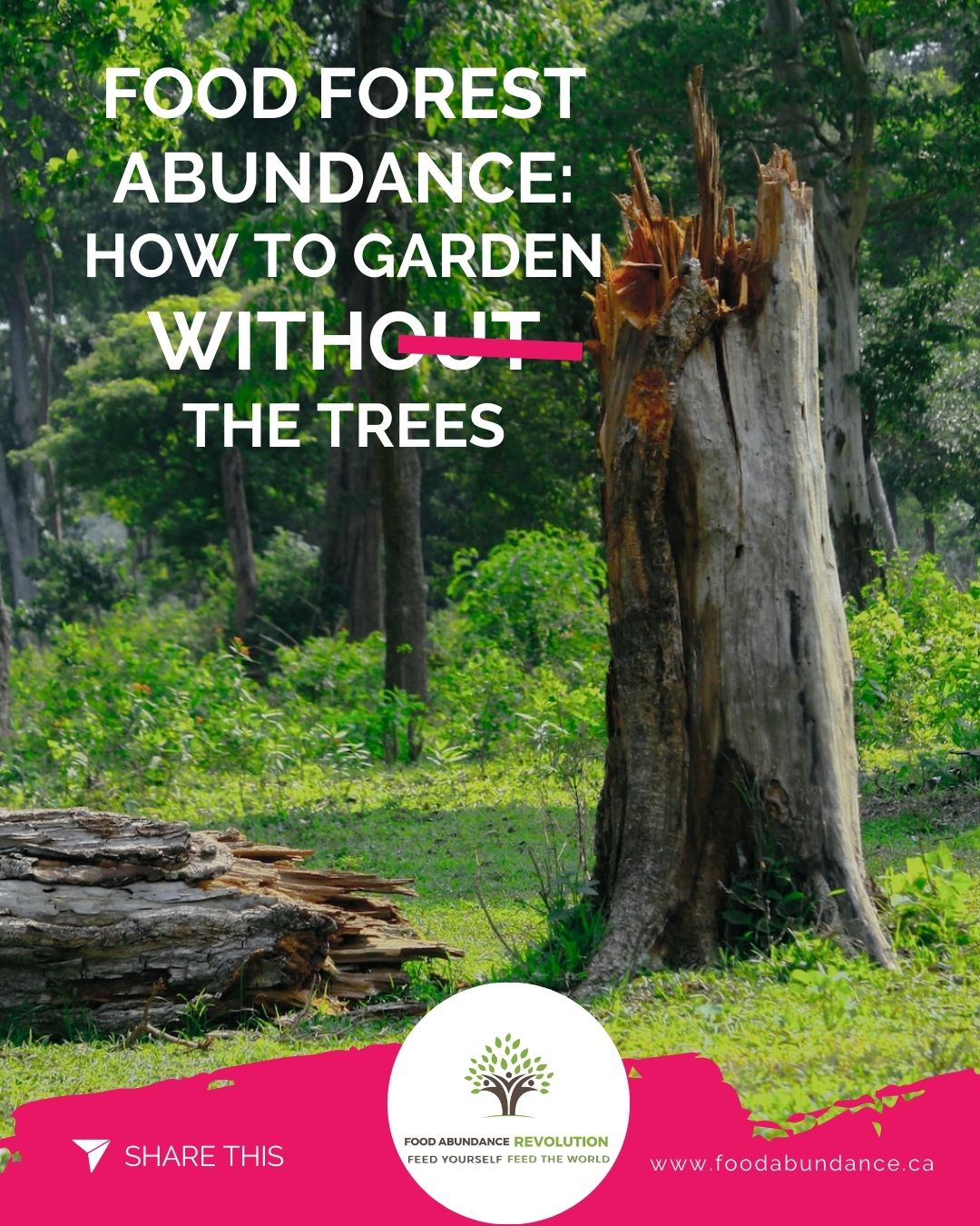 Starting a Food Forest From Seed? (It’s not crazy!) Let’s Look at the ...