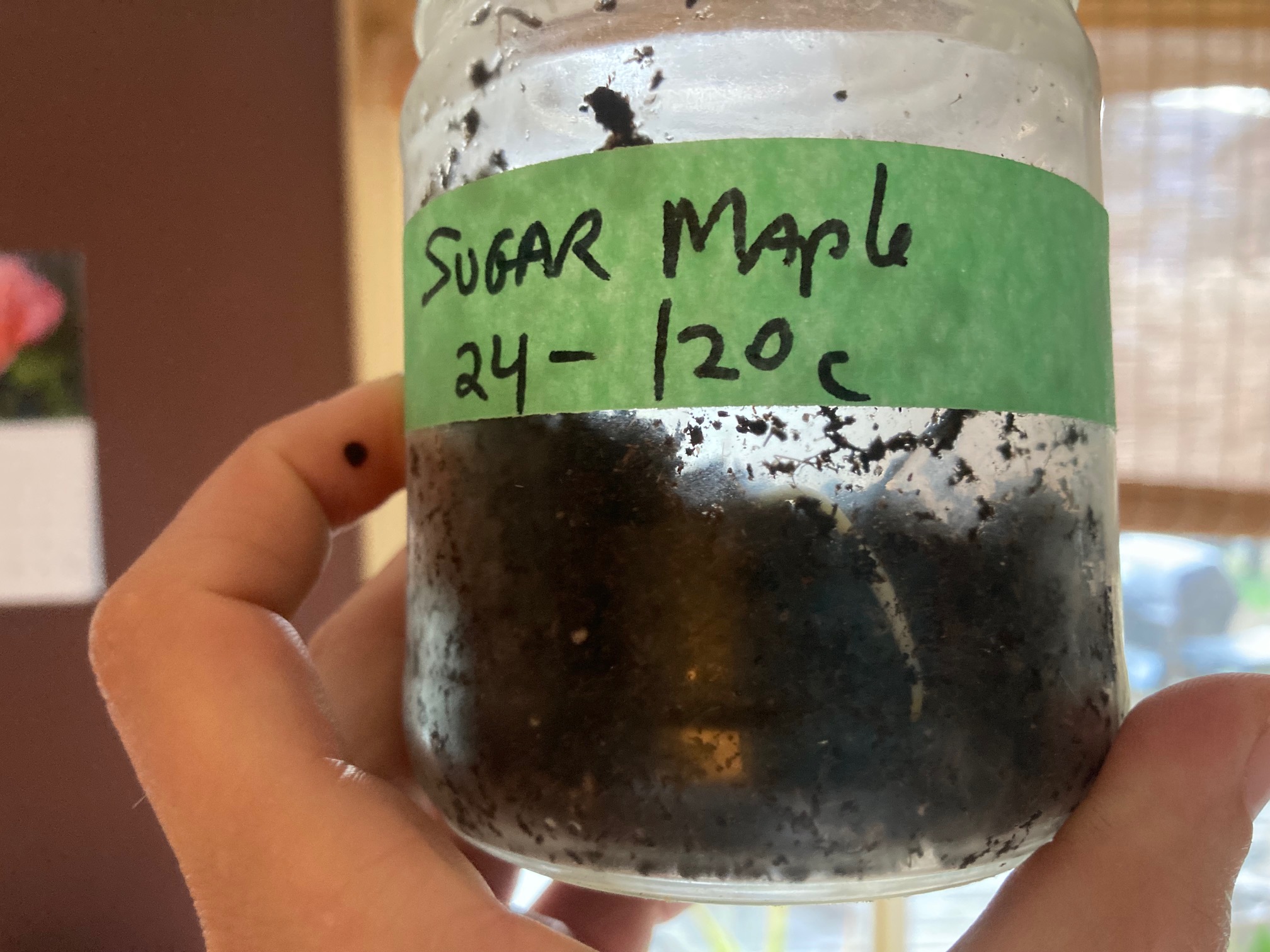 Starting a Food Forest From Seed? (It’s not crazy!) Let’s Look at the ...