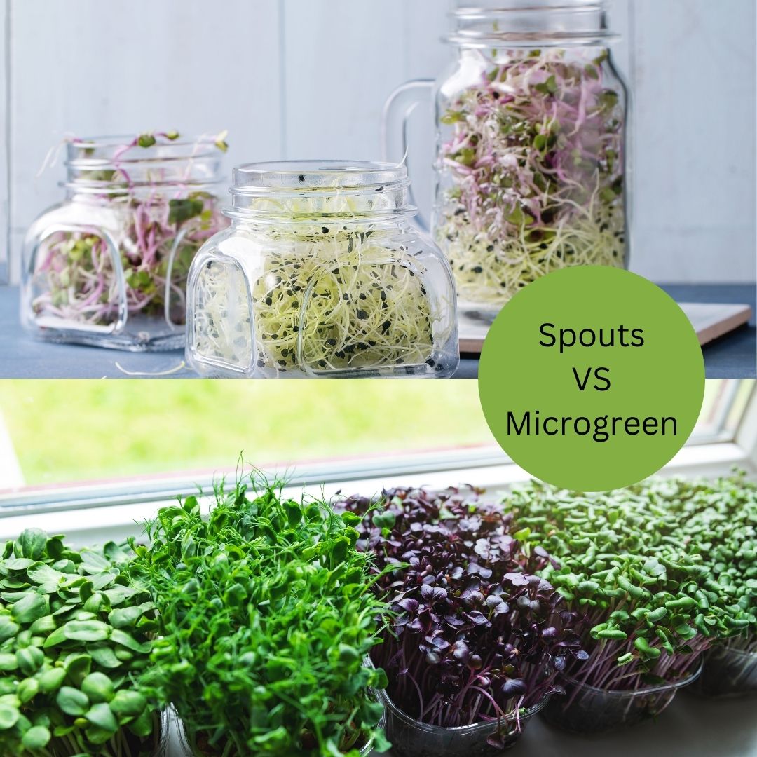 8 Types of Seasonal Foods to Include in Your Winter Meal Plans – Rose ...
